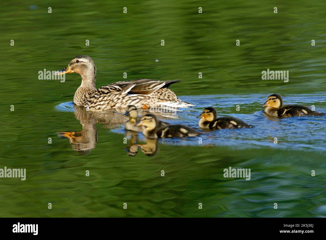 Mallard with young ducklings Stock Photo - Alamy