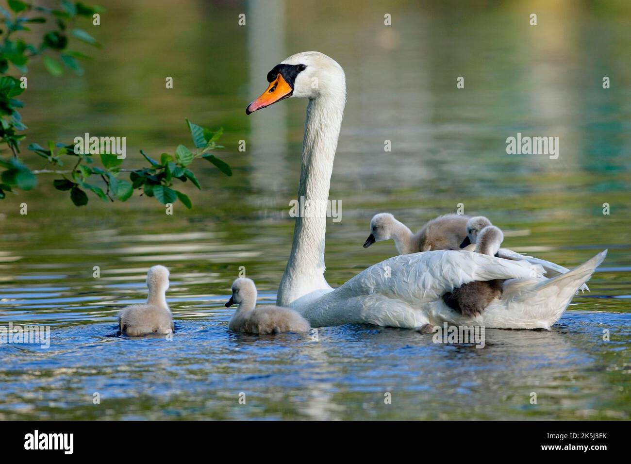 Mute swan (Cygnus olor) with young fledglings on the back, Hump swan ...