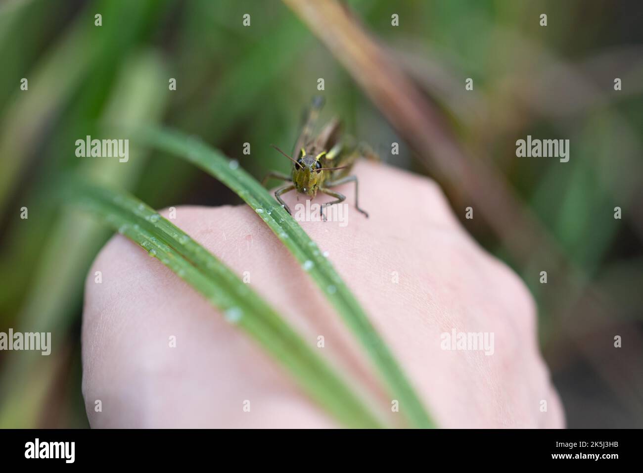 Large marsh grasshopper (Stethophyma grossum), sitting on hand ...
