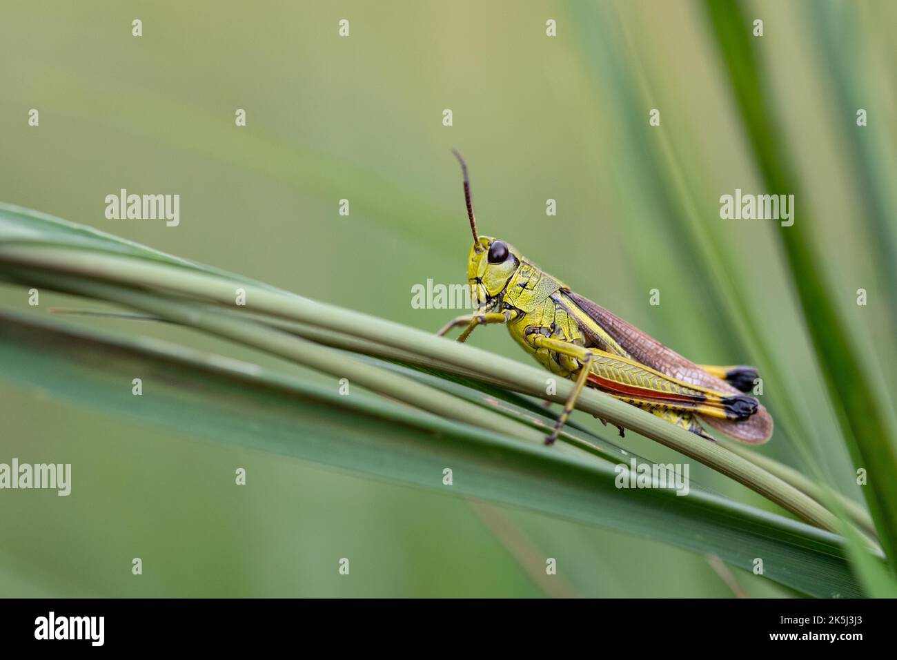 Large marsh grasshopper (Stethophyma grossum), sitting on blade of ...