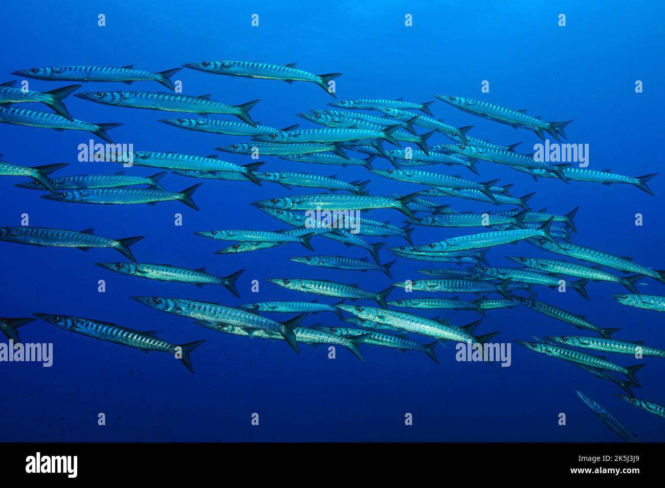 School of European barracuda (Sphyraena sphyraena) in the marine ...
