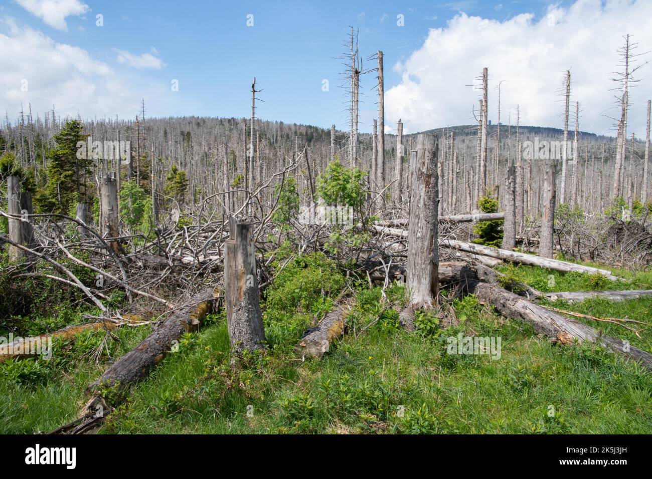 Spruce monoculture, standing and lying dead spruces after bark beetle ...