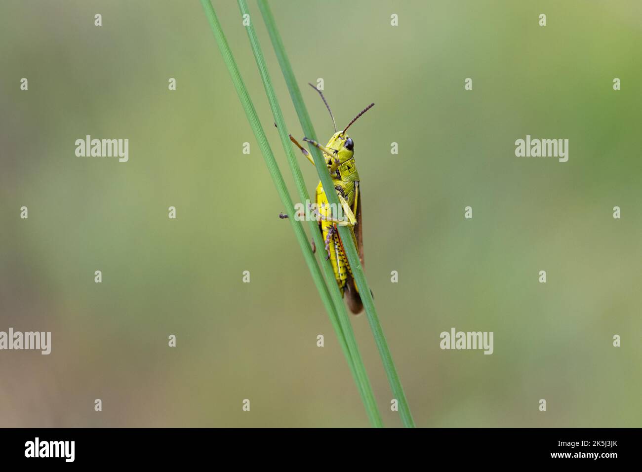 Large marsh grasshopper (Stethophyma grossum), sitting on blade of ...