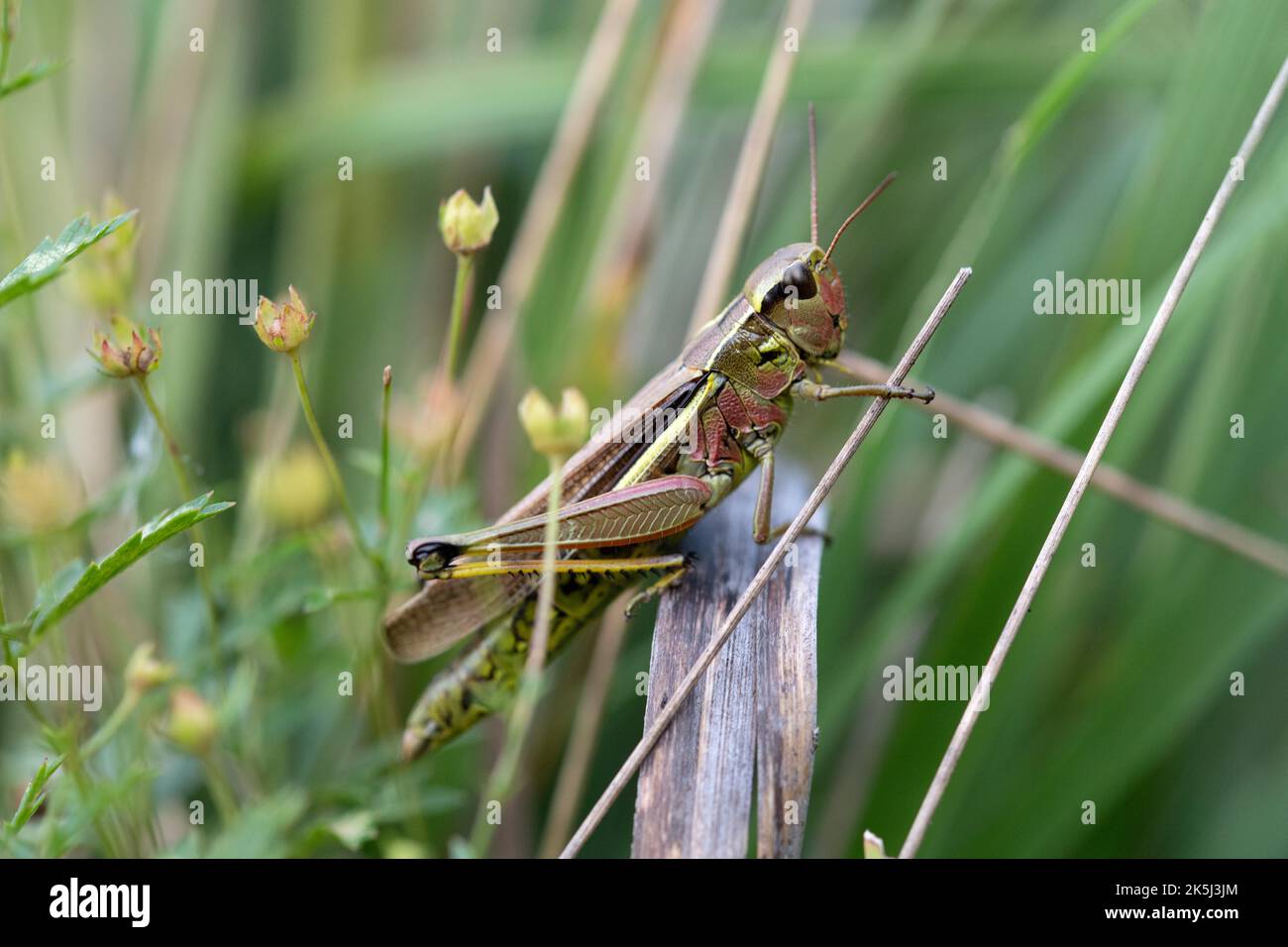 Large marsh grasshopper (Stethophyma grossum), sitting on blade of ...