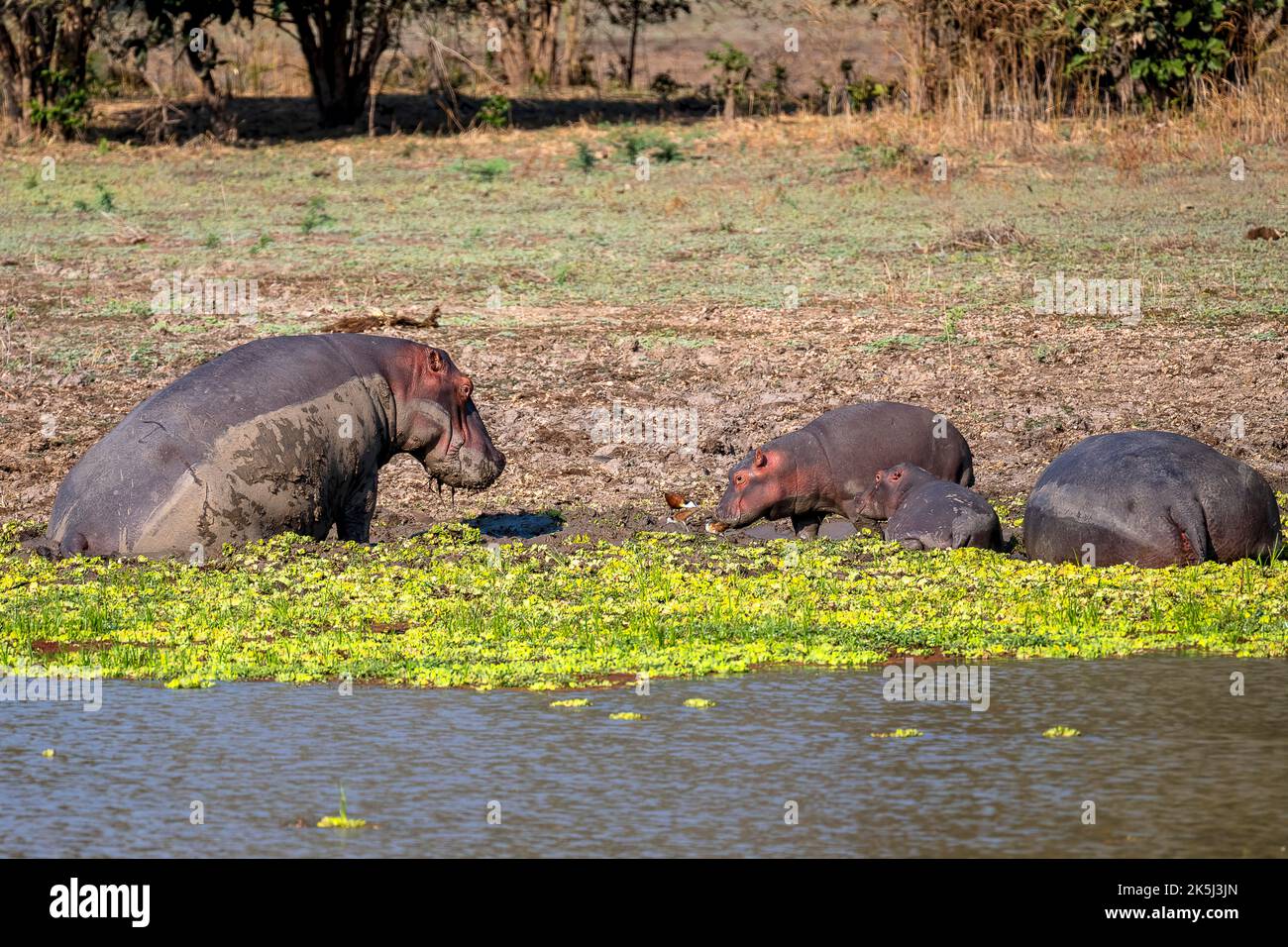 Hippos (Hippopotamus amphibius), juvenile and cow, adult and juvenile ...