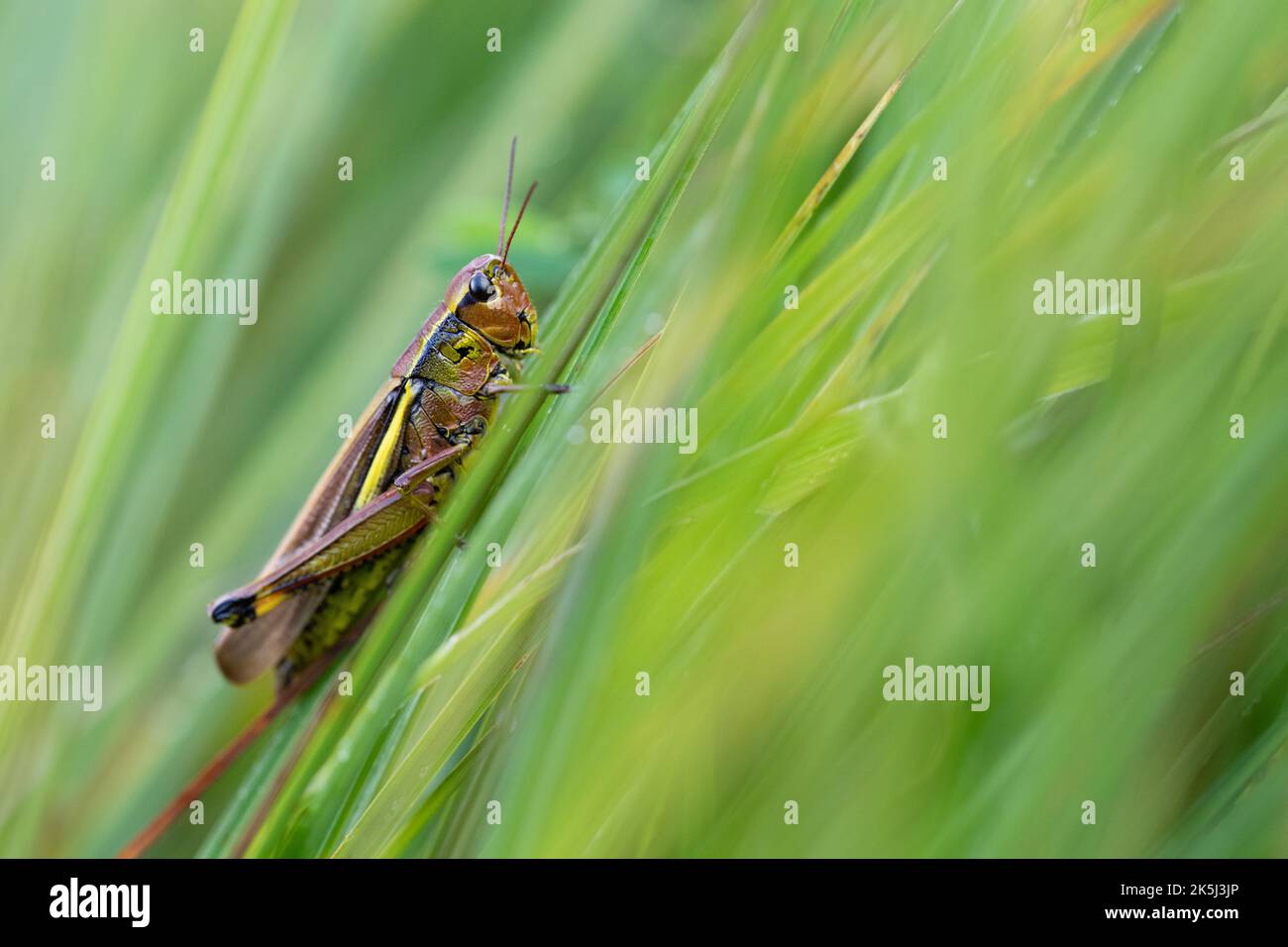 Large marsh grasshopper (Stethophyma grossum), sitting on blade of ...