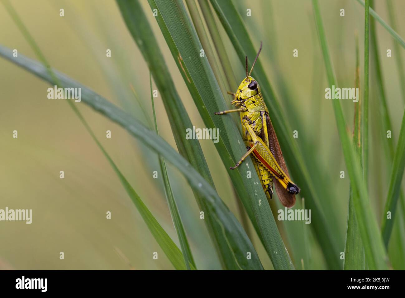 Large marsh grasshopper (Stethophyma grossum), sitting on blade of ...
