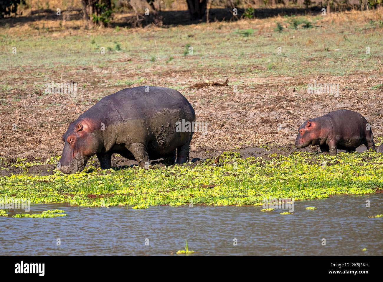Hippos (Hippopotamus amphibius), juvenile and cow, adult and juvenile ...