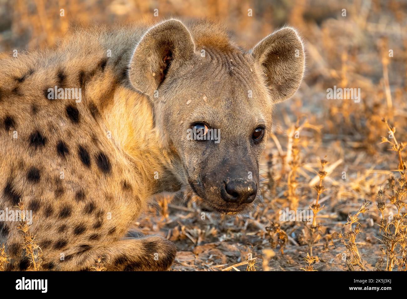 Spotted hyena (Crocuta crocuta), animal portrait, in morning light ...