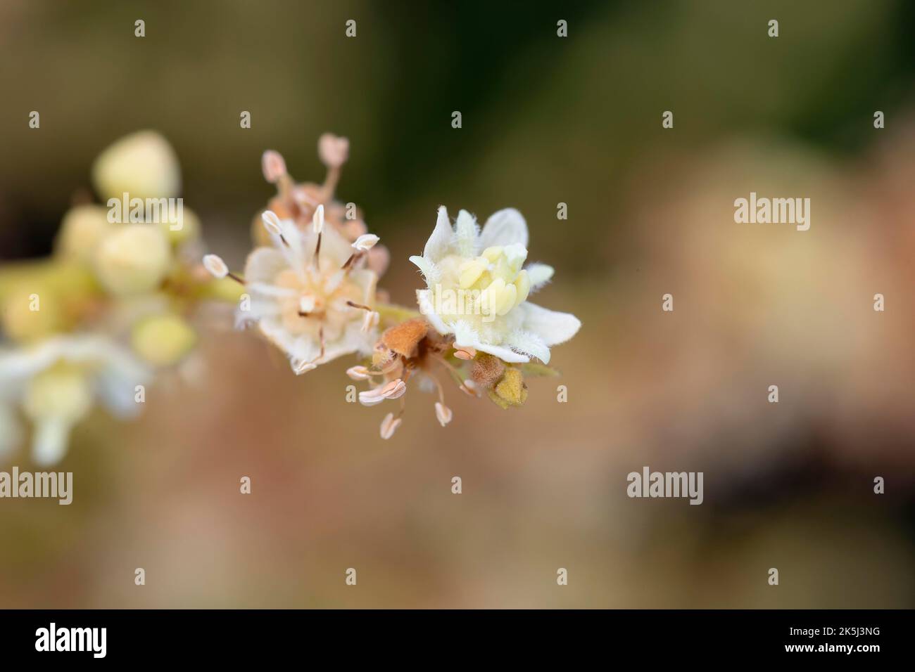 Dimocarpus longan hi-res stock photography and images - Alamy