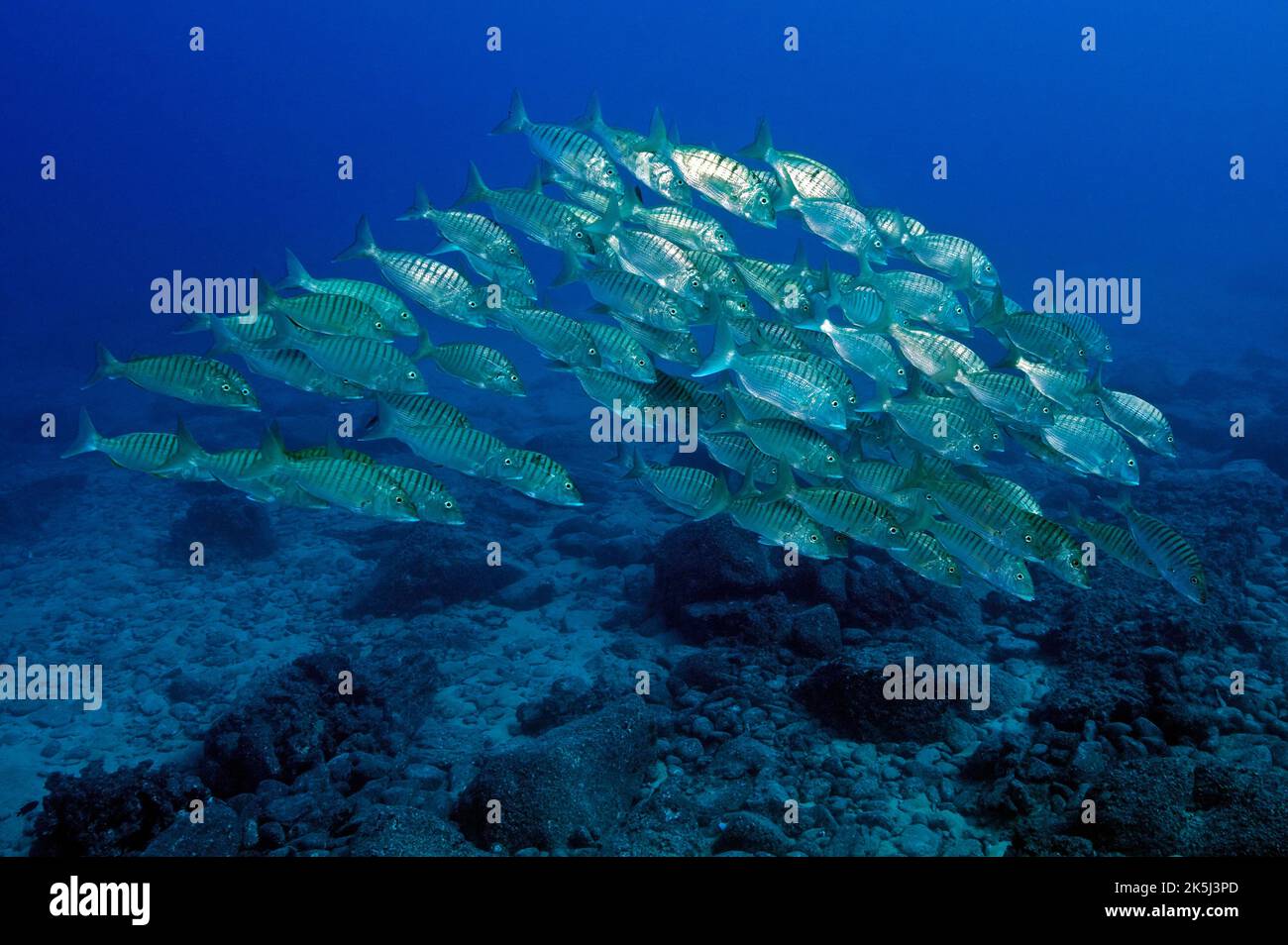Shoal Of Sand Steenbras Lithognathus Mormyrus Swimming Close Above Shoal Of Sand Steenbras Lithognathus Mormyrus Swimming Close Above