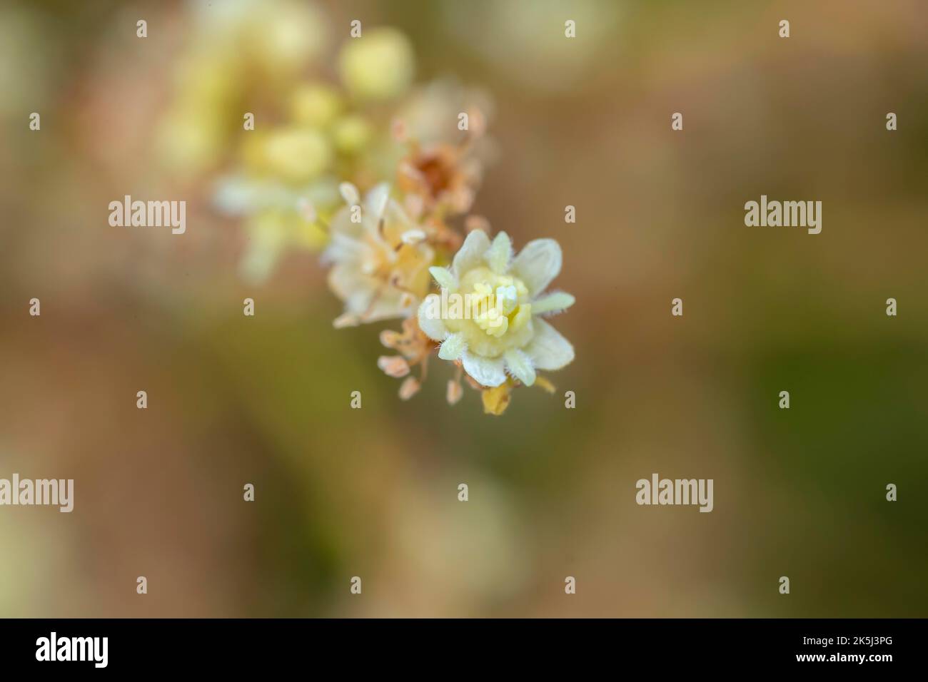 Dimocarpus longan hi-res stock photography and images - Alamy