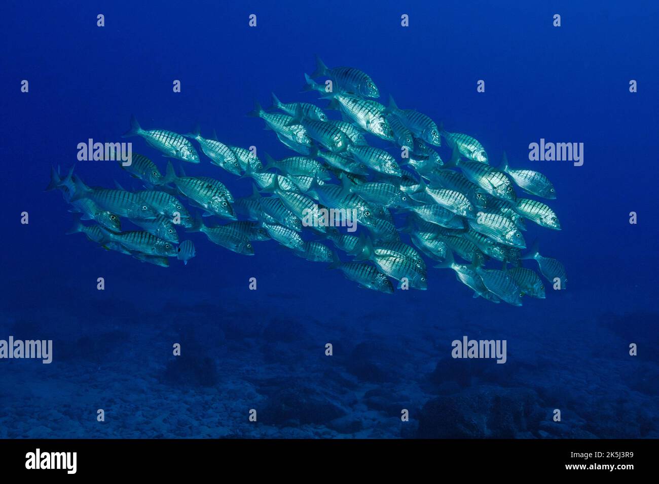Shoal of sand steenbras (Lithognathus mormyrus) swimming through open ...