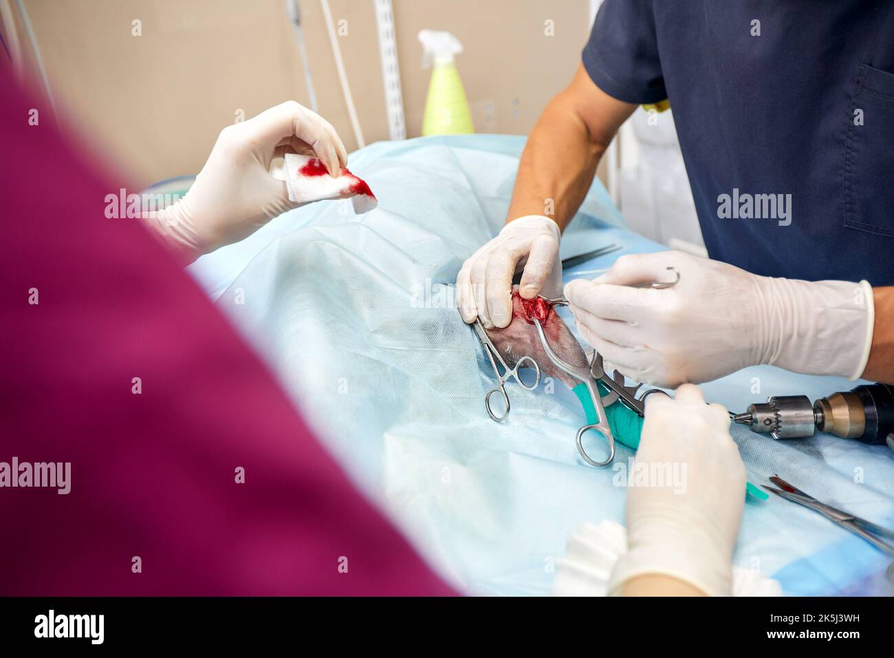 veterinary medical team performing an operation. spaying and neutering ...