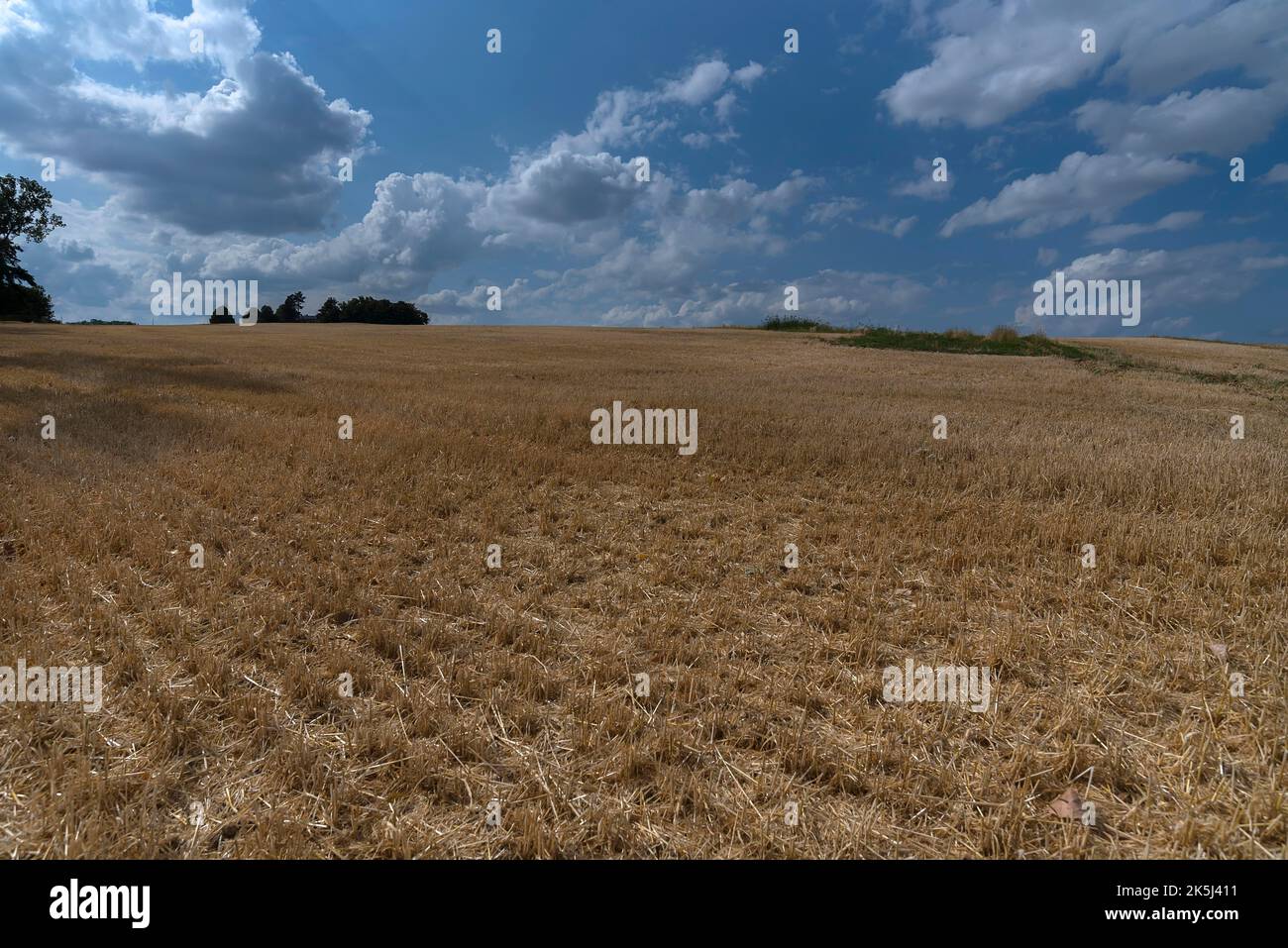Stubble field, harvested barley field, Lower Franconia, Bavaria ...