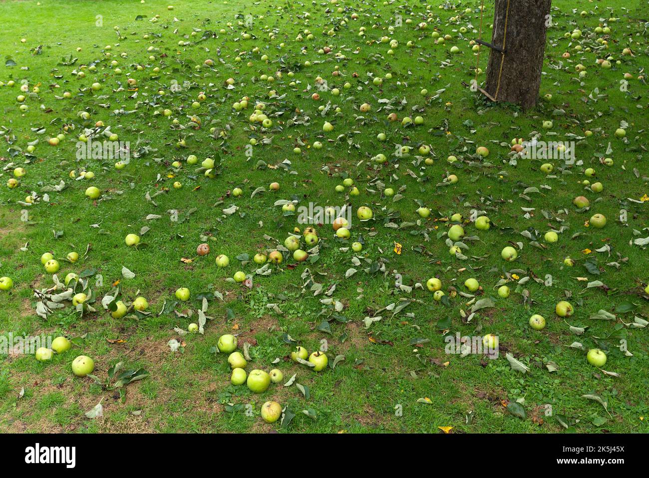 Fallen fruit, apple tree (Malus) on the lawn, Bavaria, Germany Stock ...