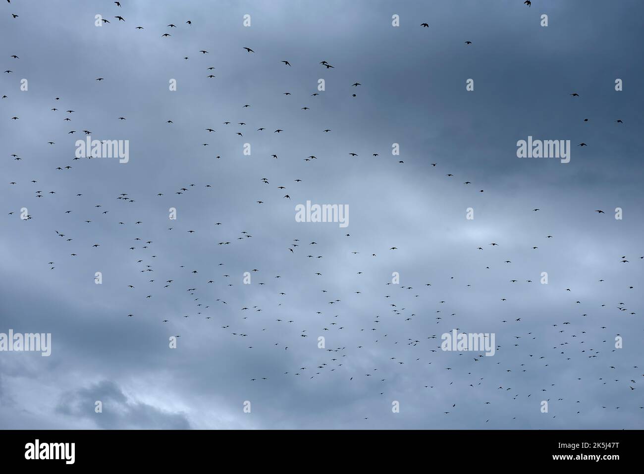 Common starling (Sturnus vulgaris) gather to fly south, grey cloudy sky ...