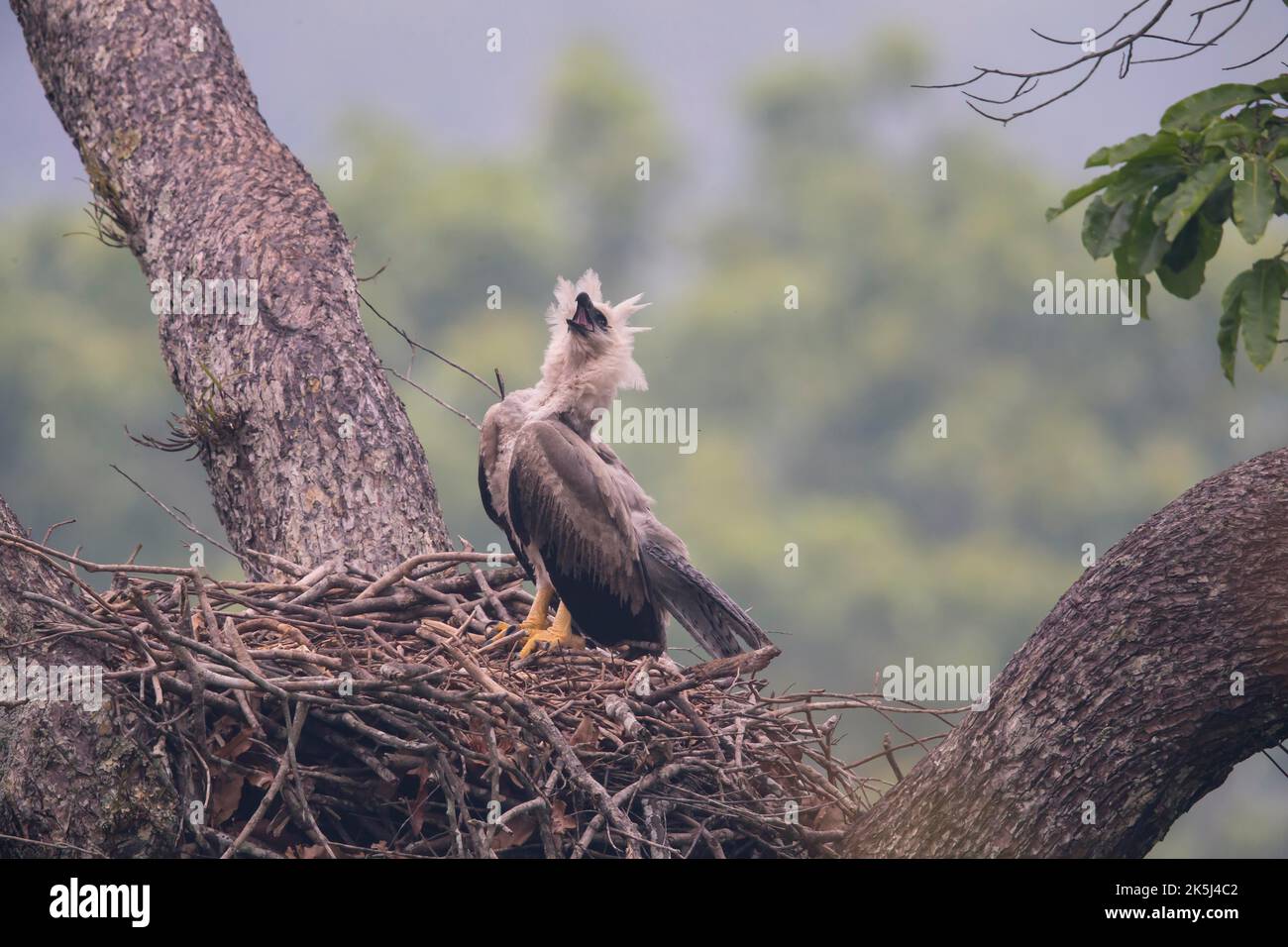American harpy eagle (Harpia harpyja) Young bird in nest, doing flight ...