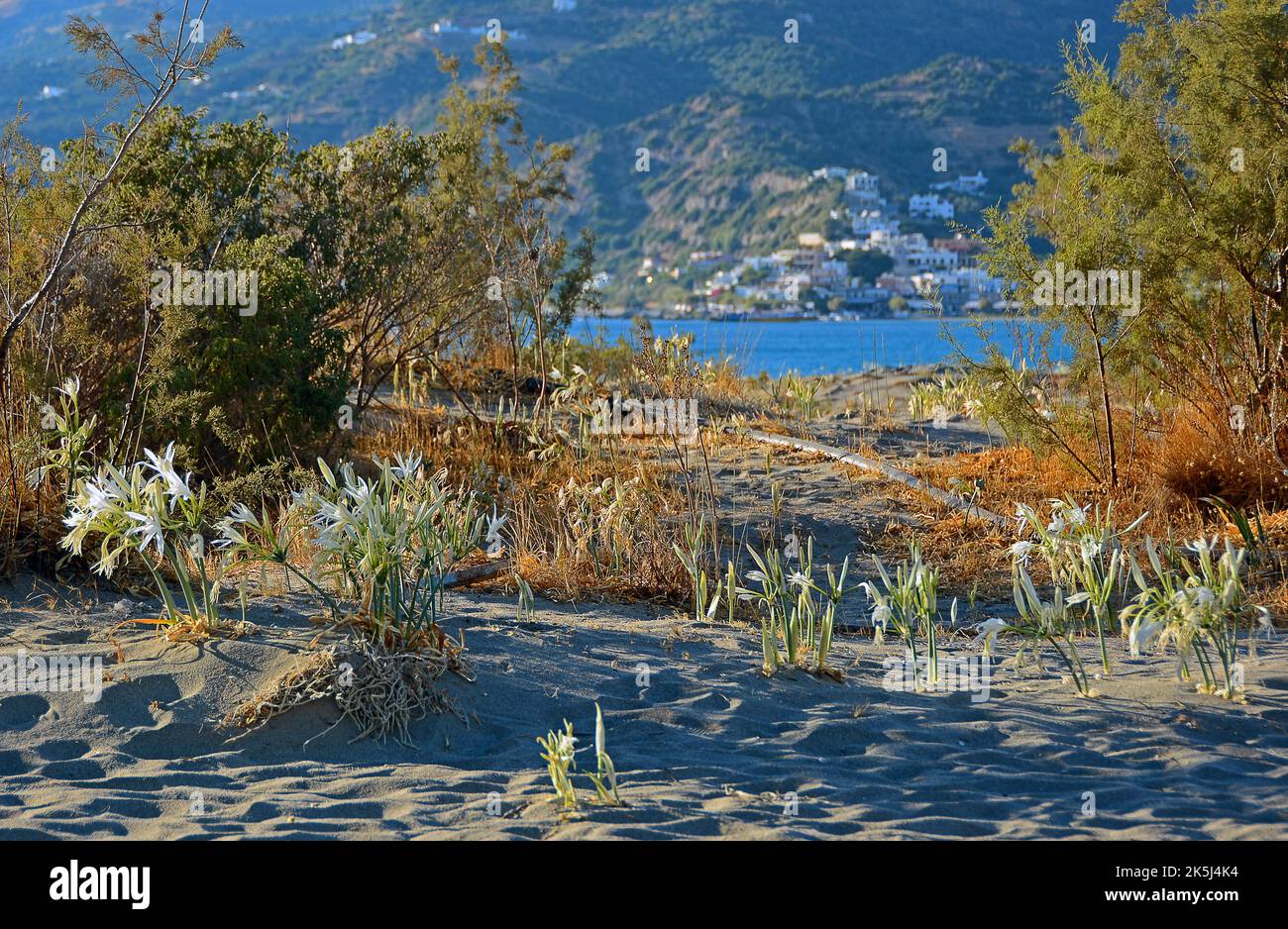 Natural beach with tamarisk trees, Plakias, Crete, Greece Stock Photo ...