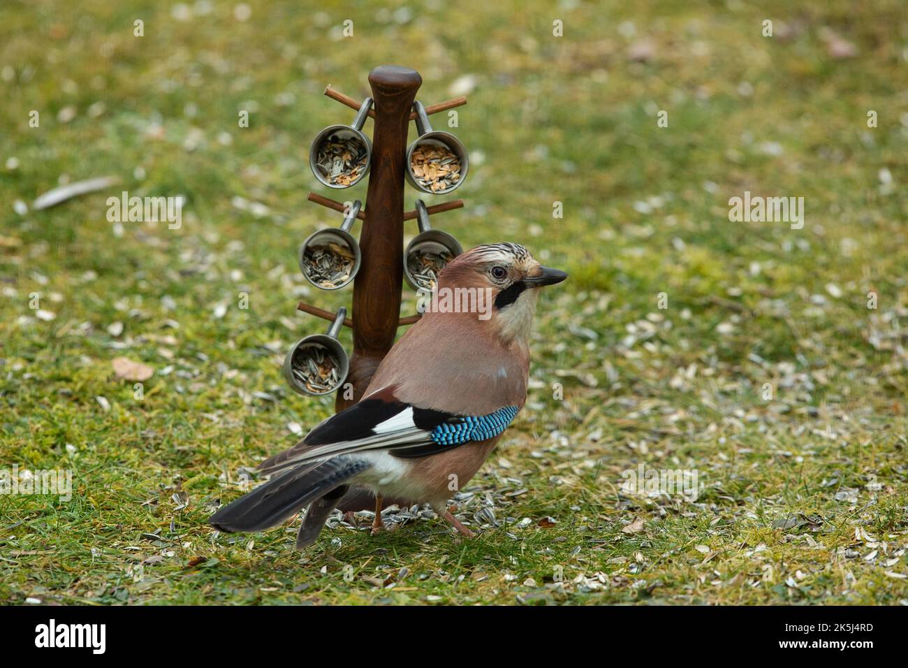 Eurasian Jay standing in front of tin cup stand in green grass looking ...