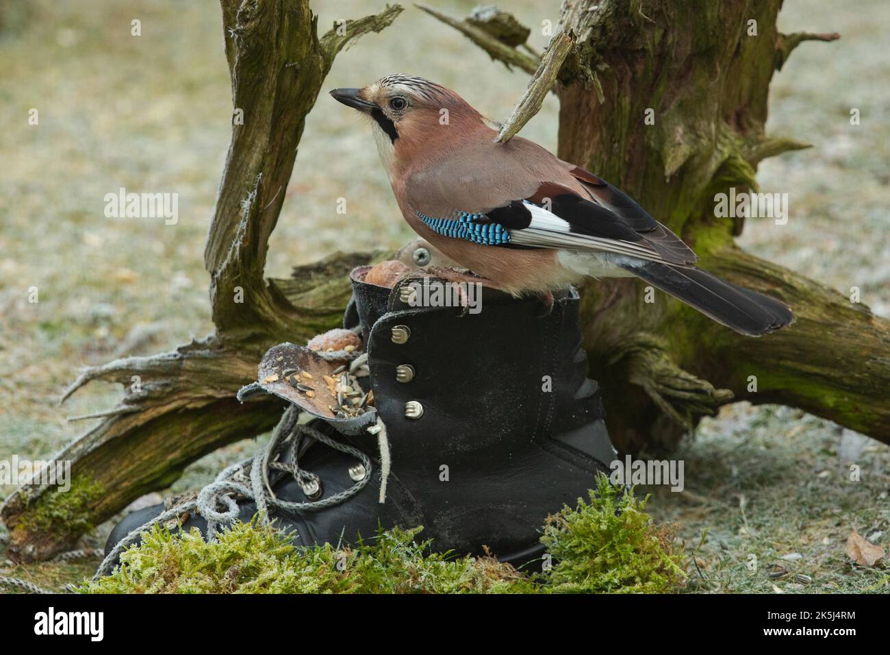 Shoe in tree hi-res stock photography and images - Alamy