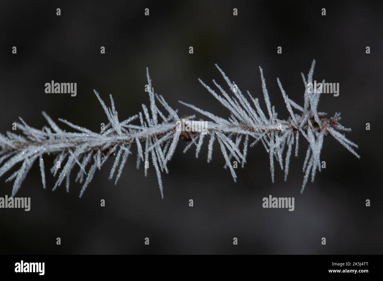 Ice needles many white crystals next to each other on branches Stock ...