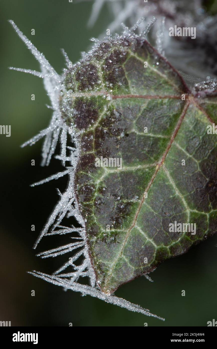 Ice needles many white crystals next to each other on green leaf Stock ...
