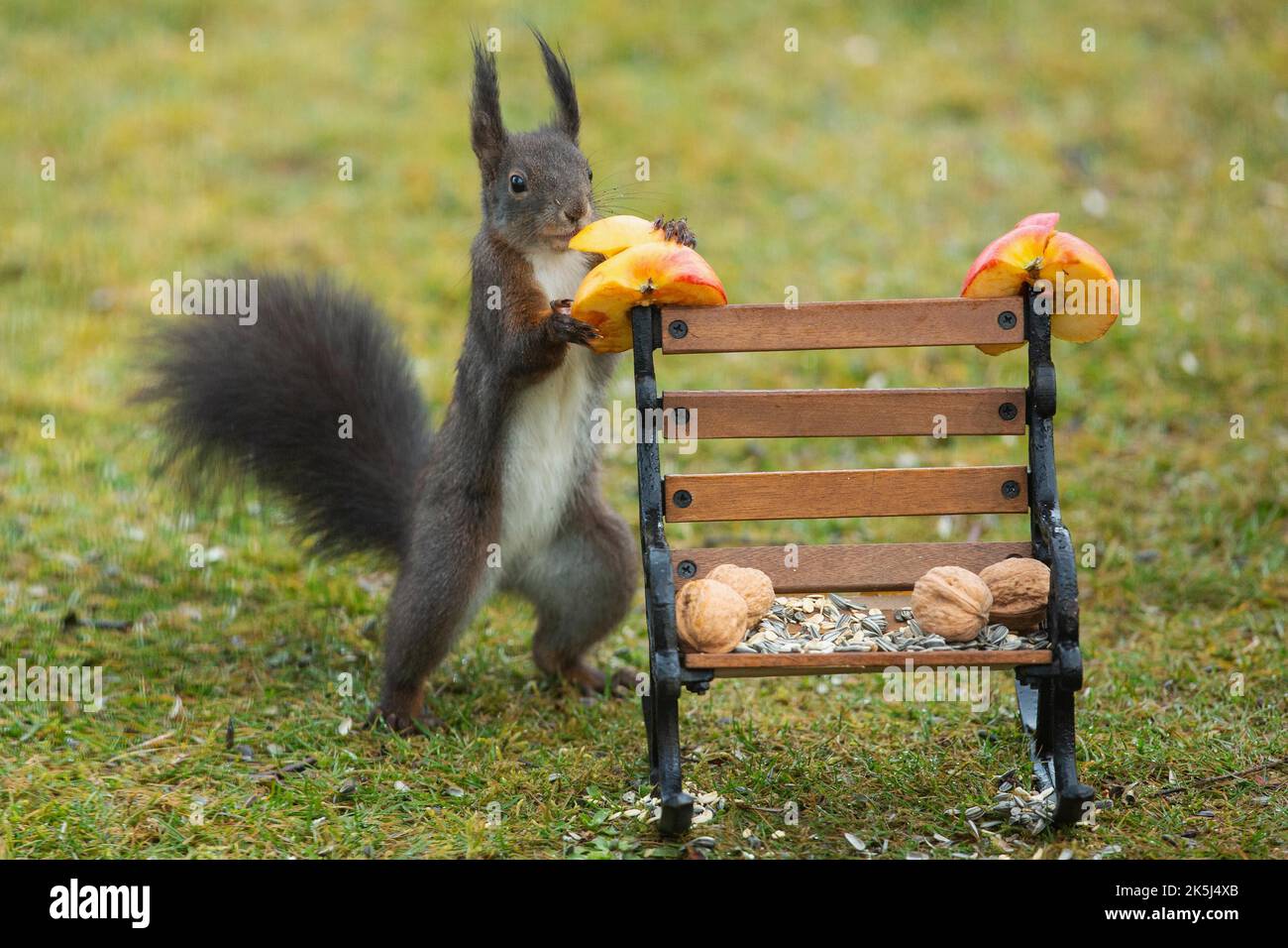 Squirrel standing next to bench with food in green grass from front ...
