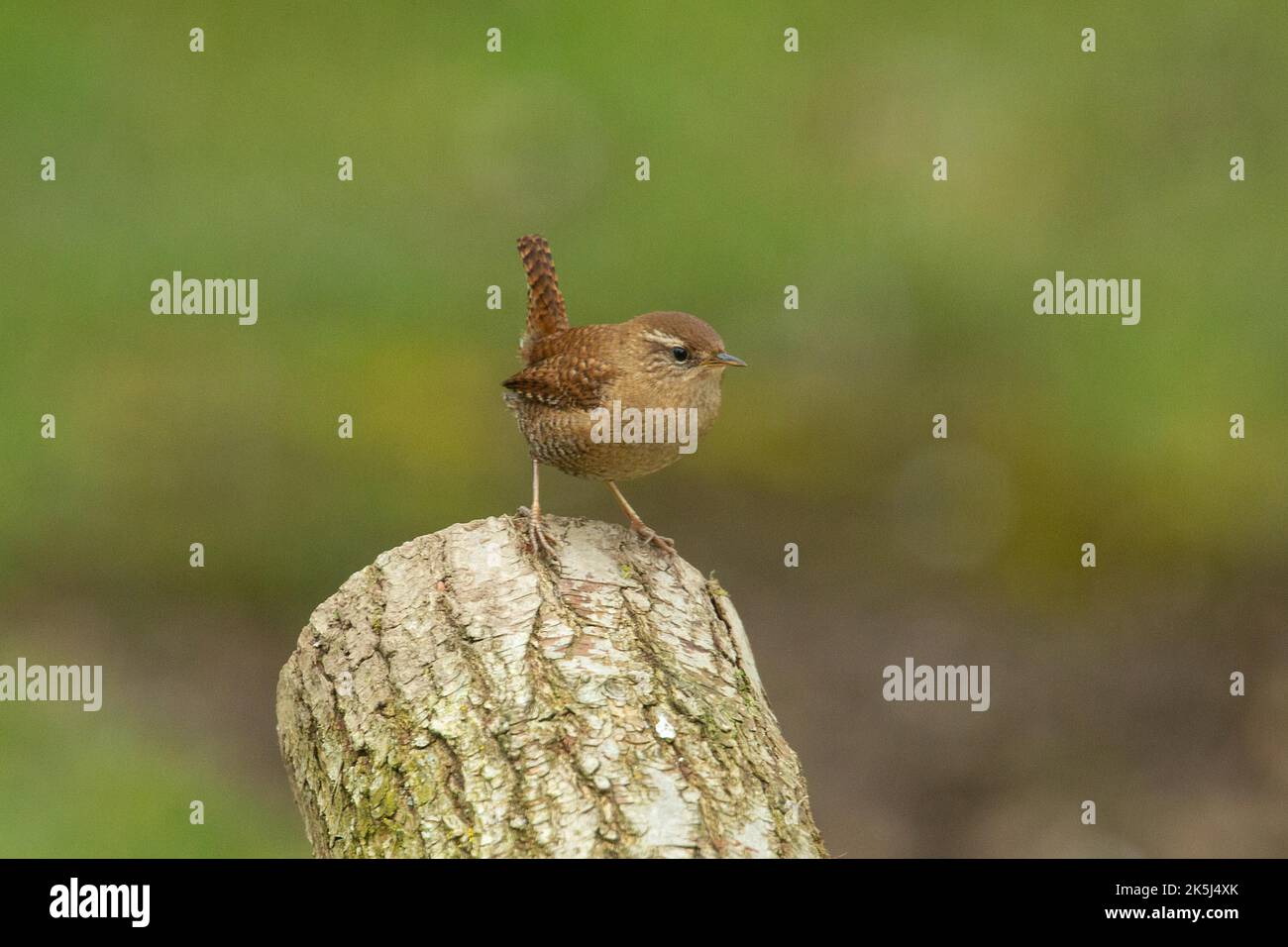 Stump of right hi-res stock photography and images - Alamy