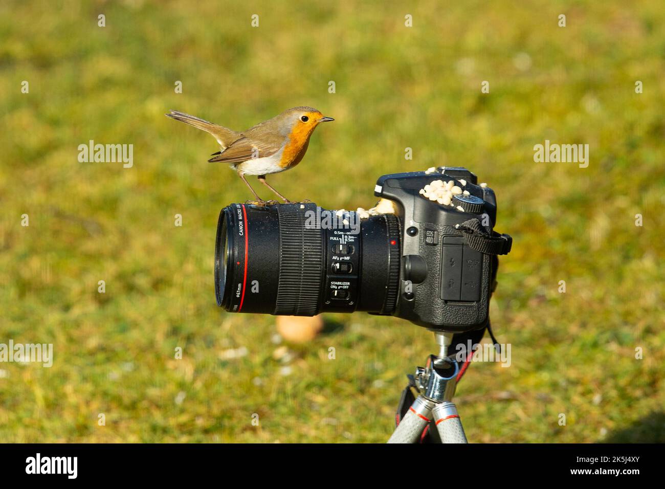 Robin looking right hi-res stock photography and images - Alamy