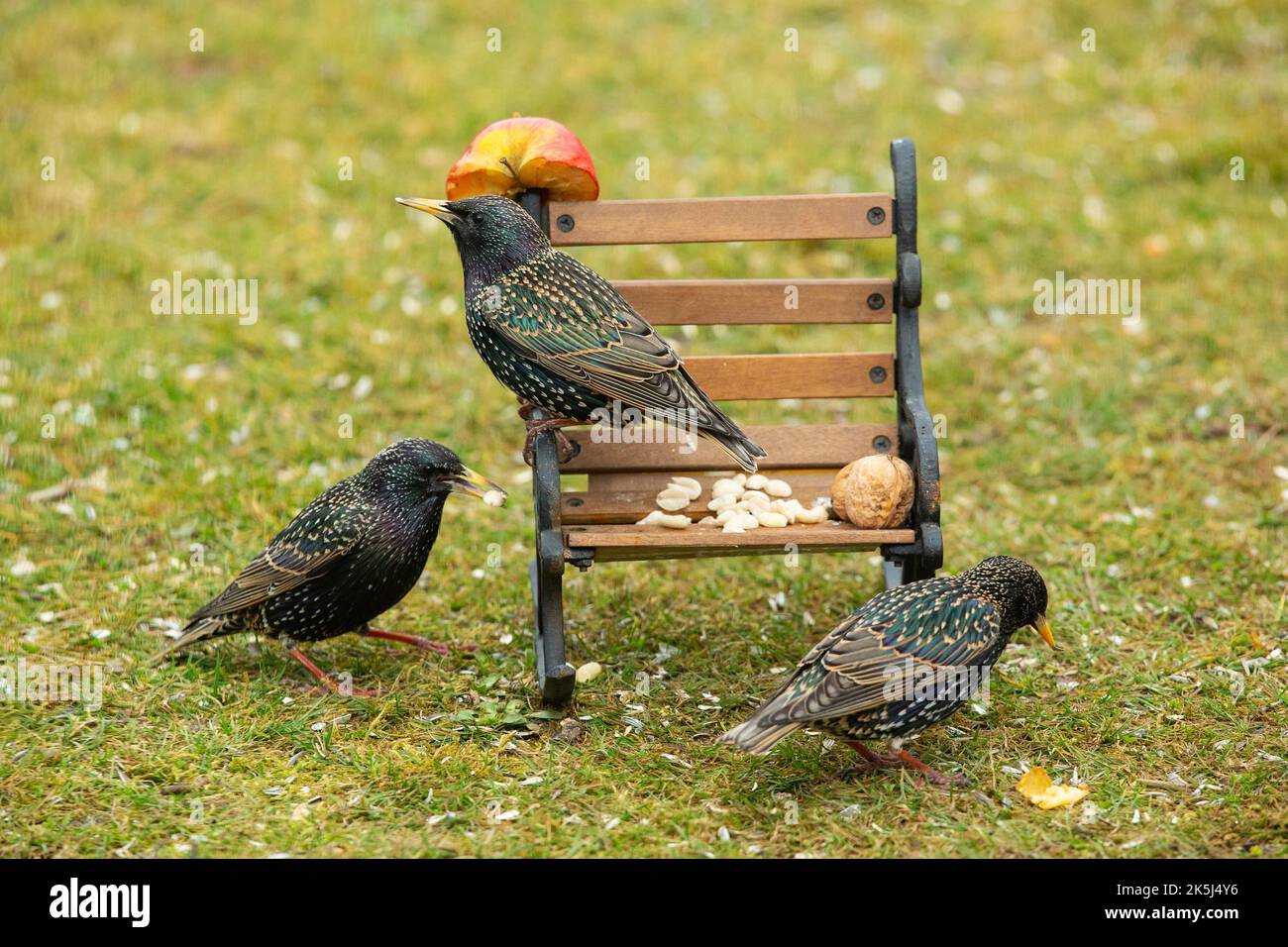 Starling three birds sitting on and next to bench in green grass ...