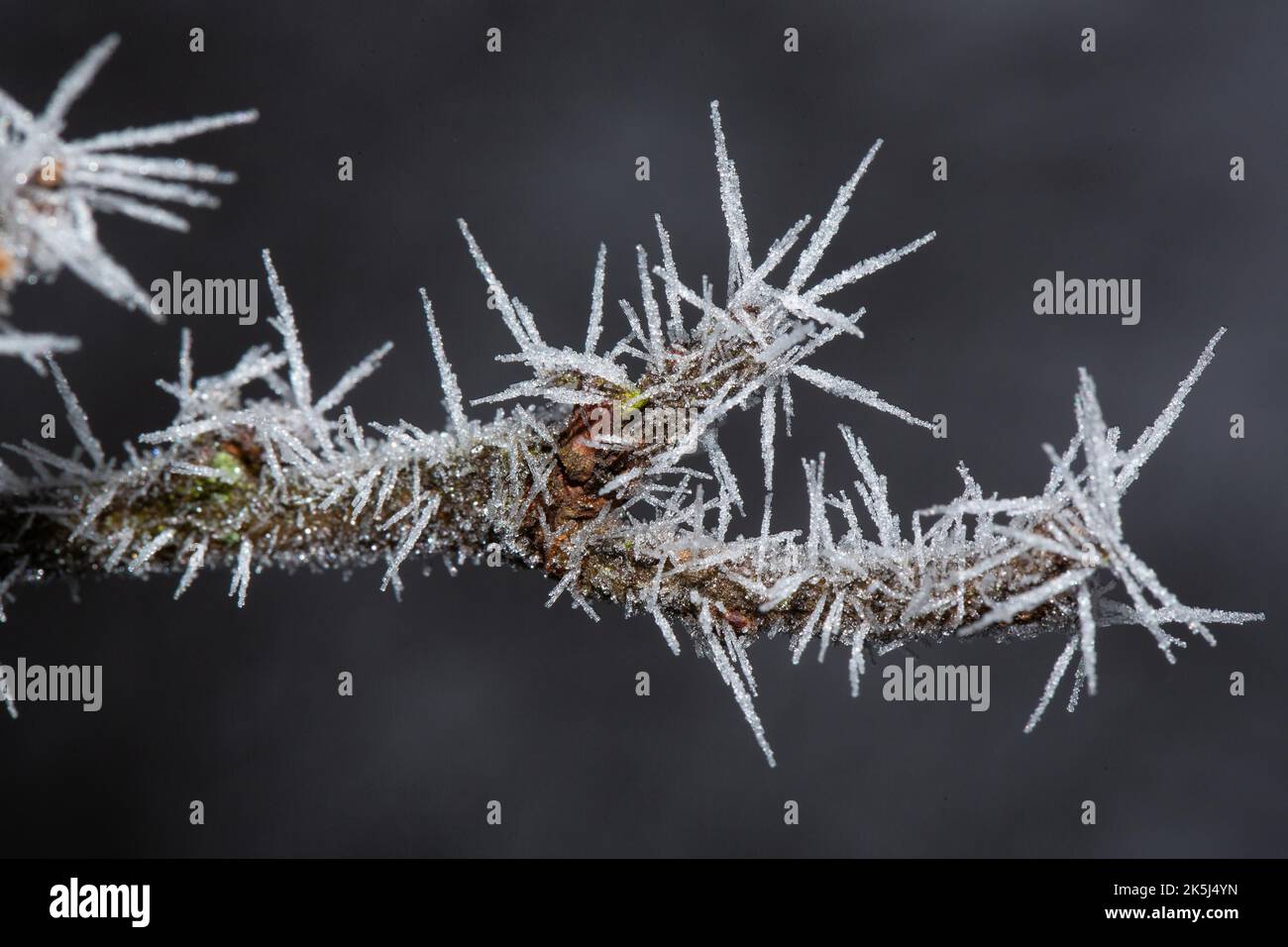 Ice needles many white crystals next to each other on branch Stock ...