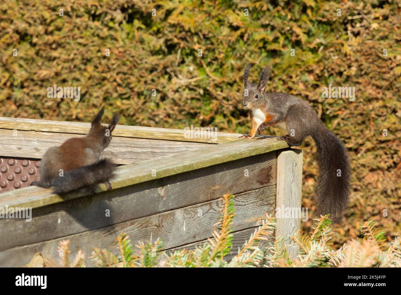 Squirrel two animals sitting on raised bed looking at each other Stock ...