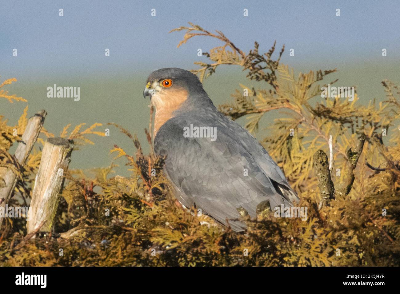 Sparrowhawk sitting on garden hedge in front of blue sky left sighting ...