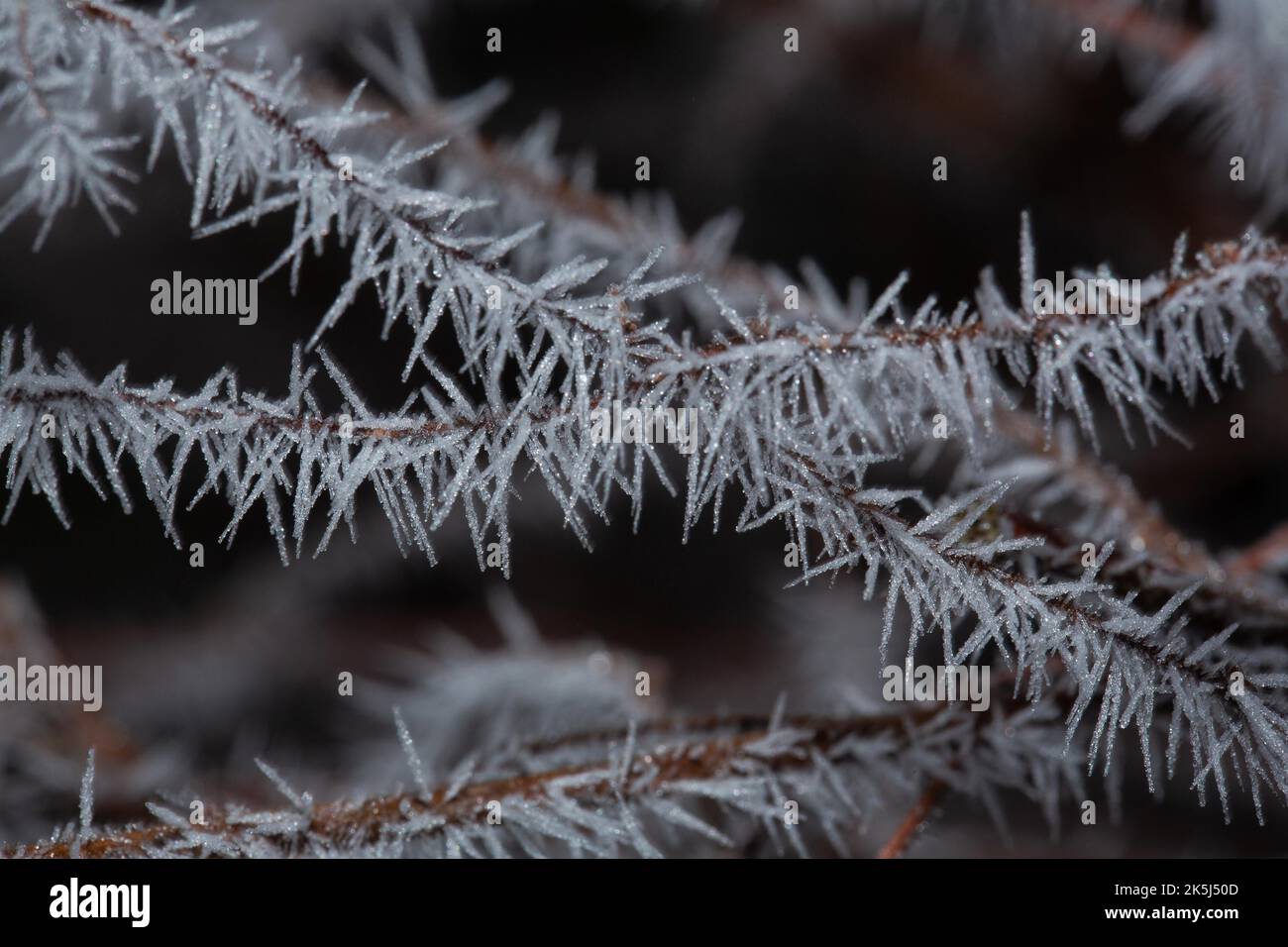 Ice needles many white crystals next to each other on branches Stock ...