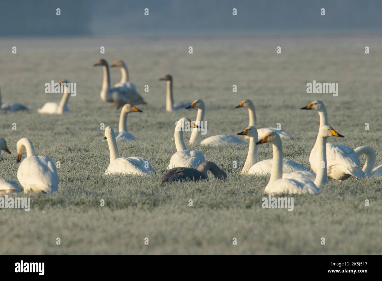 Whooper Swan several adult birds in mature meadow sitting variously ...
