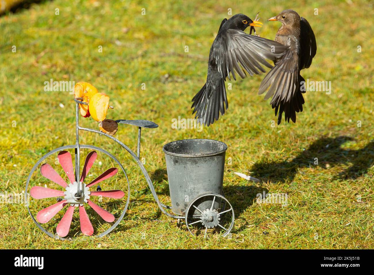 Blackbird male and female fighting in the air looking at each other ...