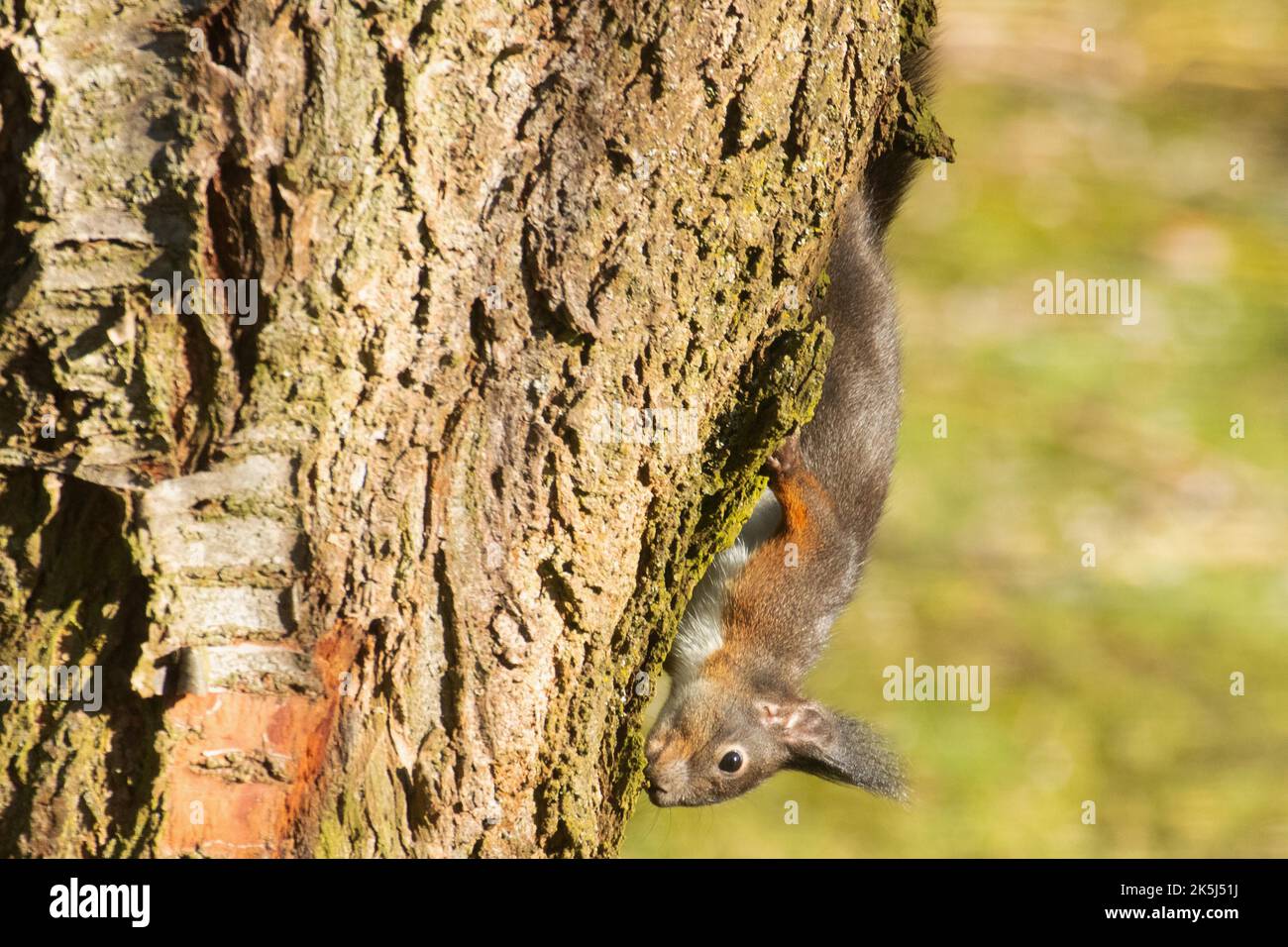 Animal hang on tree hi-res stock photography and images - Alamy