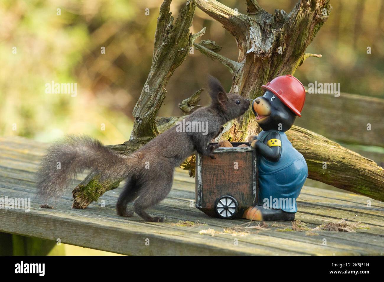 Squirrel standing on wooden table stretched right looking at mole ...