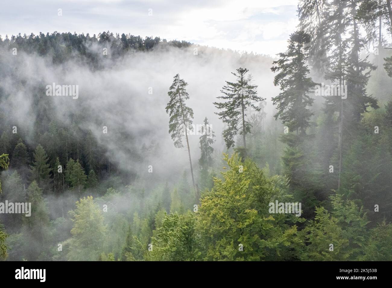 Trees in the mist and rain, Black Forest, Germany Stock Photo - Alamy