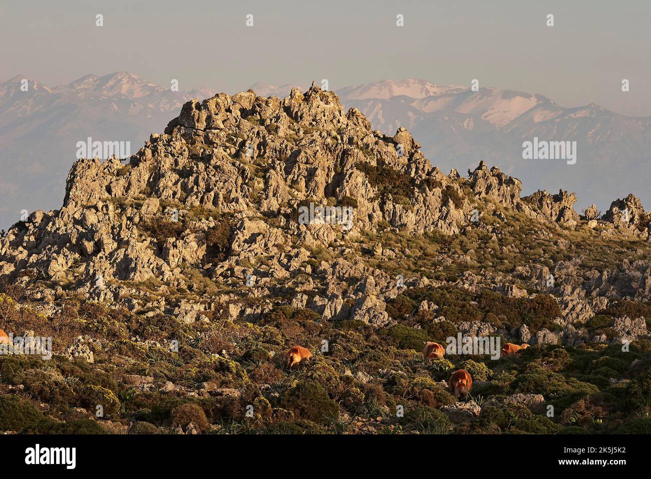 Wild sheep (ovis), jagged rock, Machia, snow-capped White Mountains ...