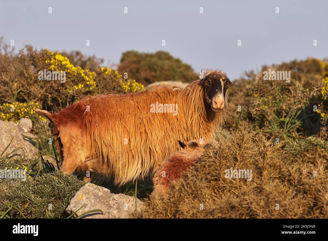 Wild sheep (ovis) with reddish coloured coat, close, whole animal ...
