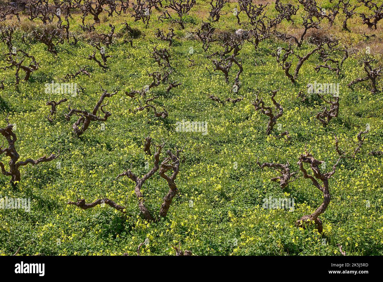 Vineyard, yellow flowers, vines, green grass, Rodopou Peninsula, West ...