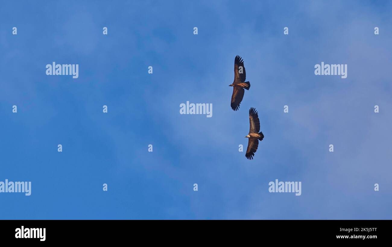 Two Griffon Vulture in flight, blue sky with white clouds, Rodopou ...