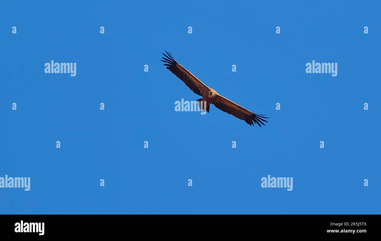 Single Griffon Vulture in flight, cloudless blue sky, Rodopou Peninsula ...