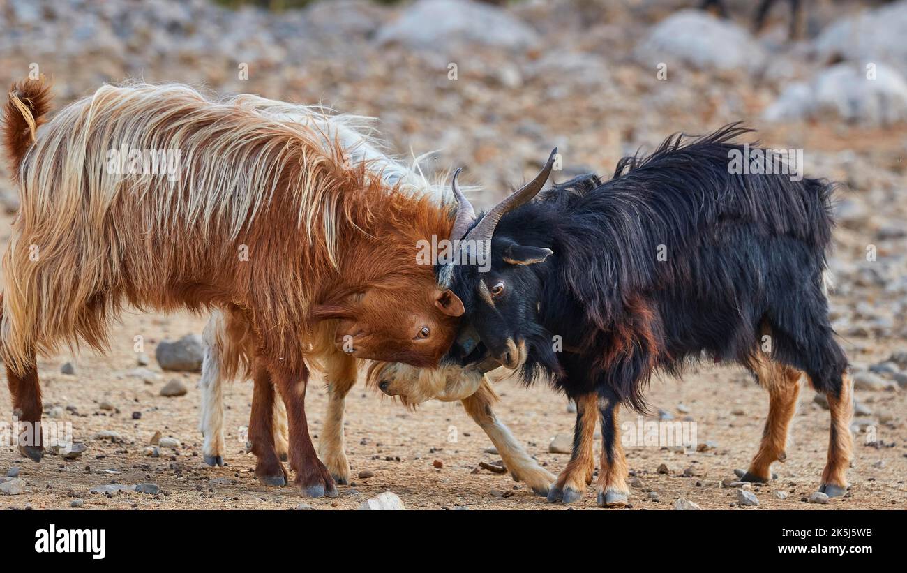 Agios Georgios, chapel, two fighting goats, goats (caprae), northeast ...
