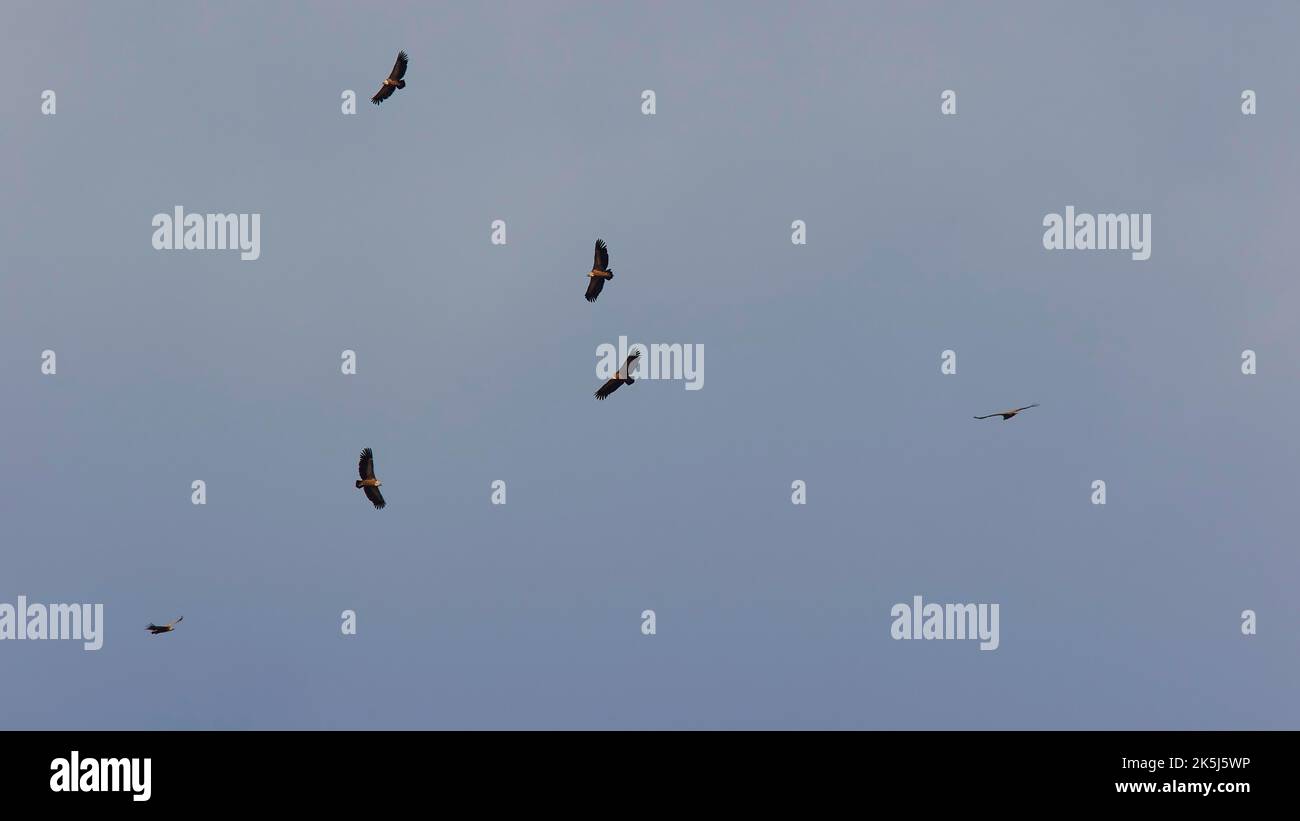 Six (!) Griffon Vultures in flight, grey-blue sky, Rodopou Peninsula ...