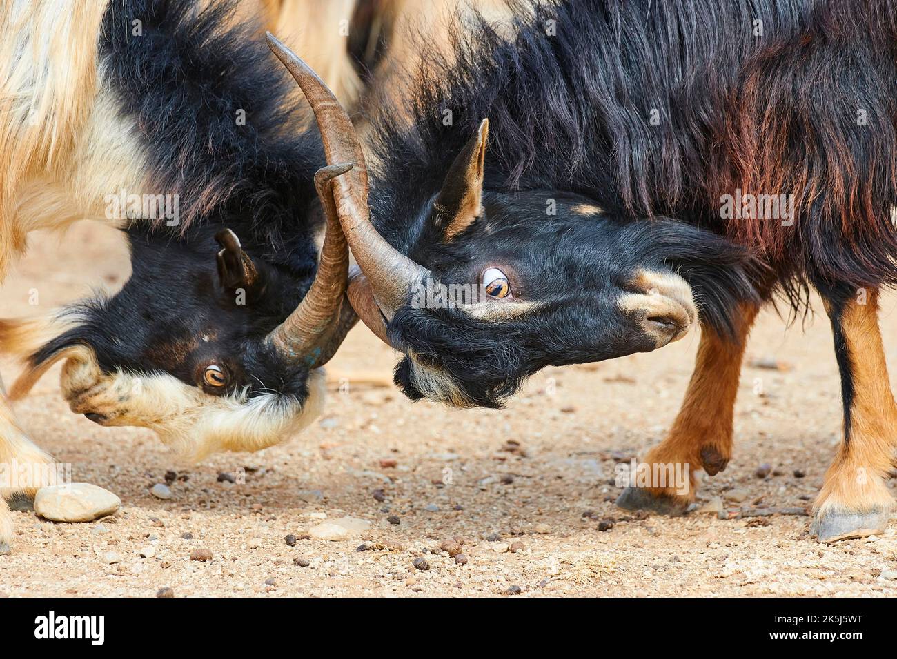 Agios Georgios, chapel, two fighting goats, close, goats (caprae ...