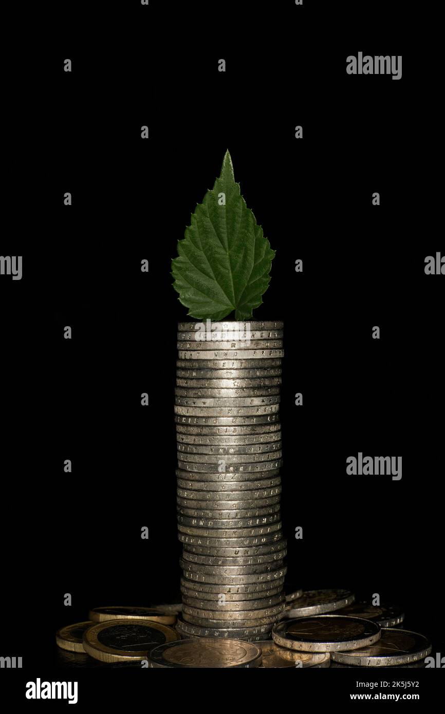Symbol photo, a green leaf stands on a stack of 2 euro coins, studio ...