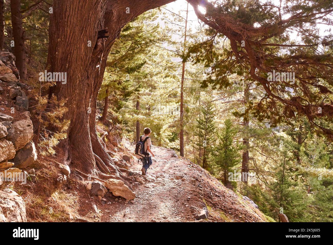Hiker walking downhill on paths, large trees, forest, hiking trail ...
